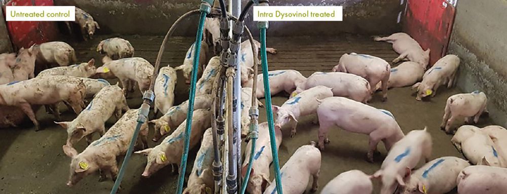 Intra Dysovinol – Intracare