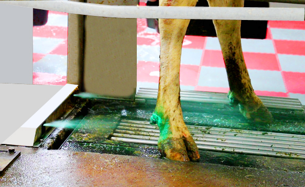 Intra Hoof-fit Robot – Intracare