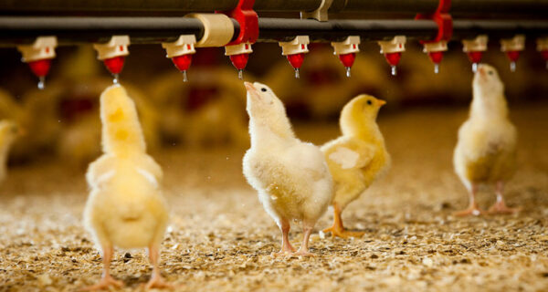 Intra Chickpaper – Intracare